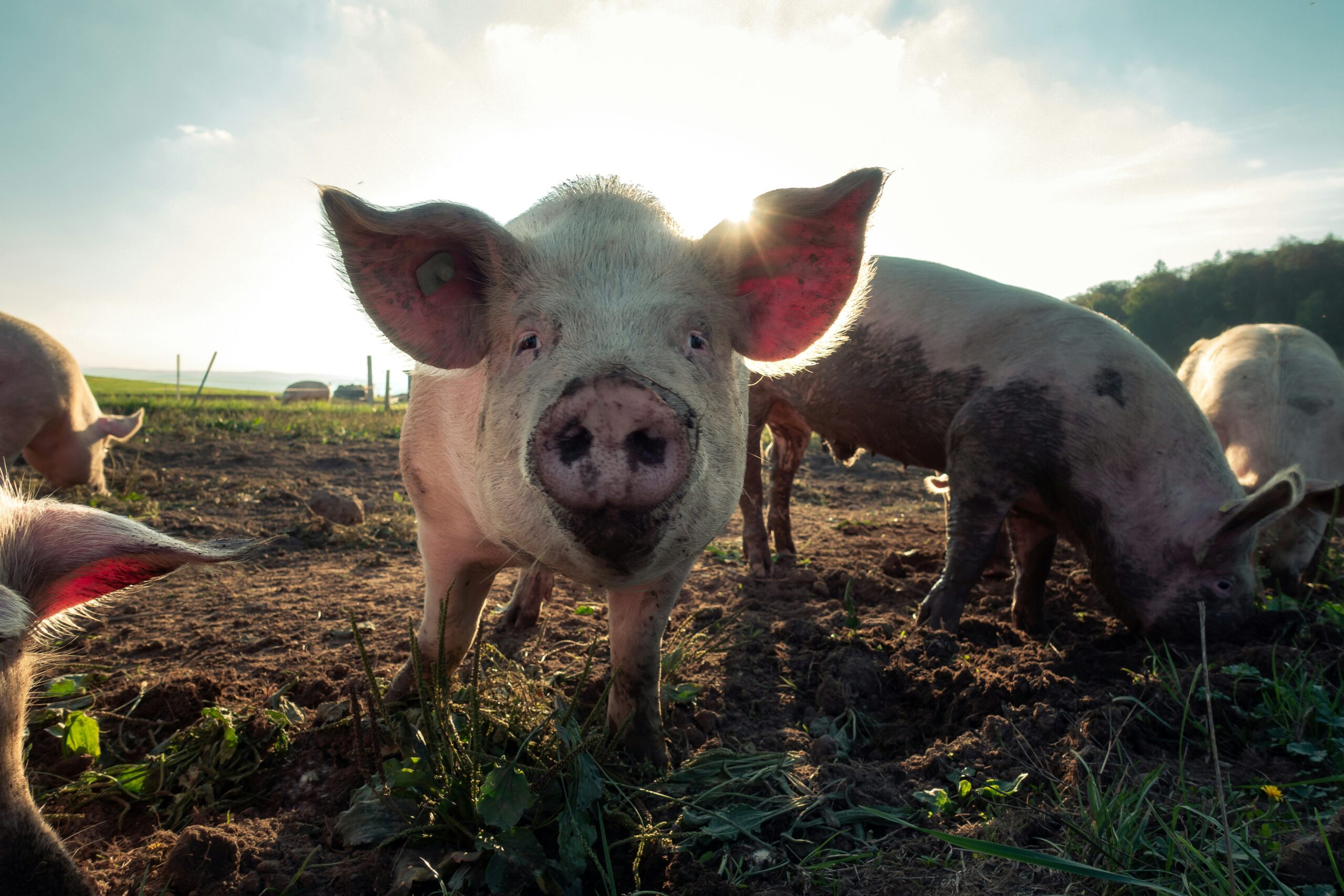 How Smart Are Pigs Really | Pigs Are Smart